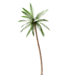 Palm Tree | FREE Trees models | BlenderKit