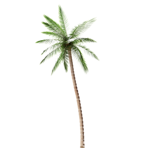 Palm Tree | FREE Trees models | BlenderKit