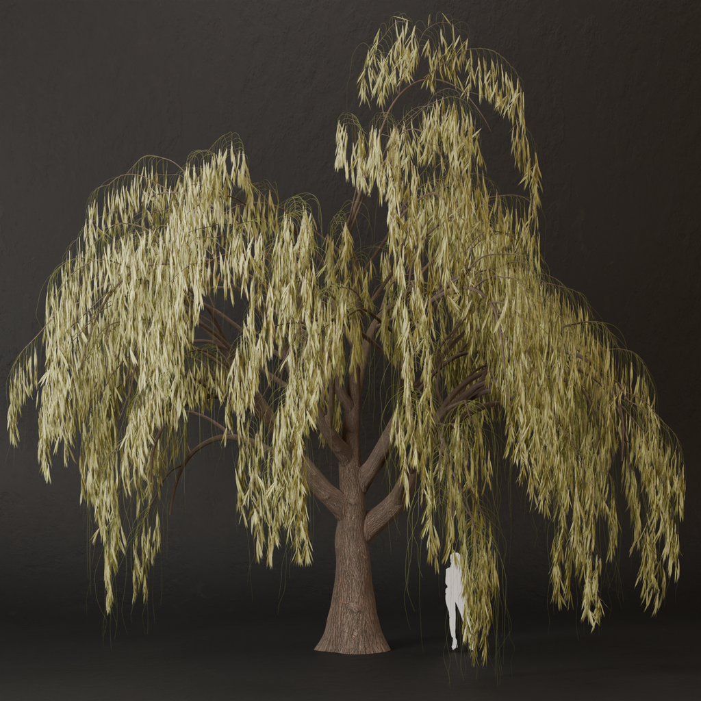 SJ-Weeping Willow Elegance | Trees models | BlenderKit