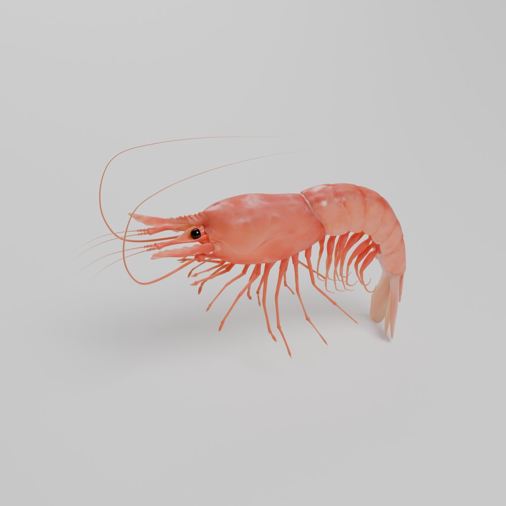 Shrimp | Fish models | BlenderKit