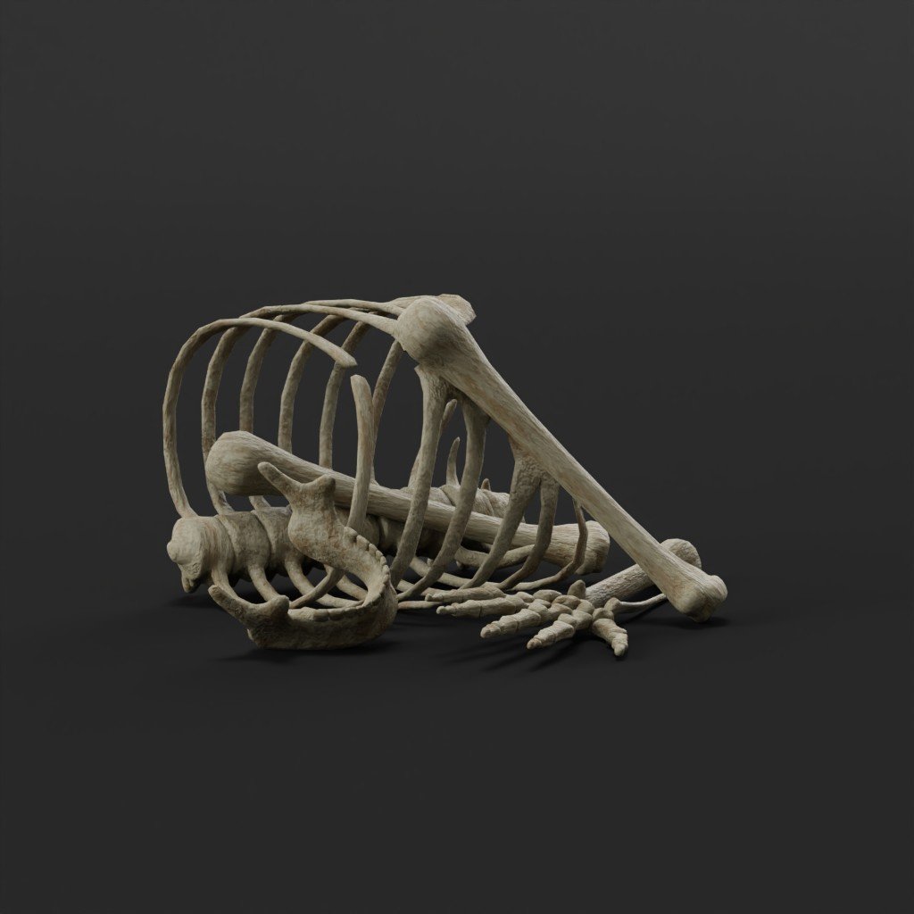 Fully rigged human skeleton | Human Skeletons models | BlenderKit