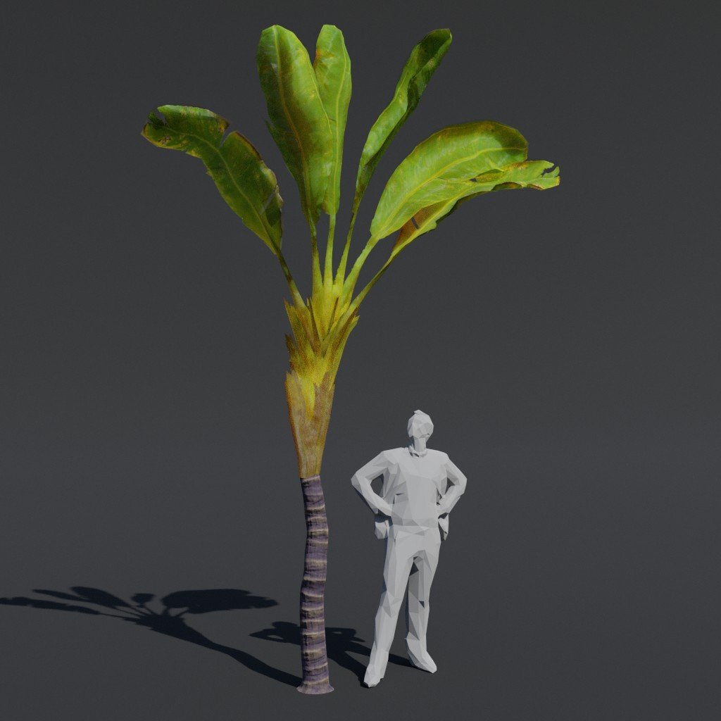 Tree Banana Palm B1 | Trees models | BlenderKit
