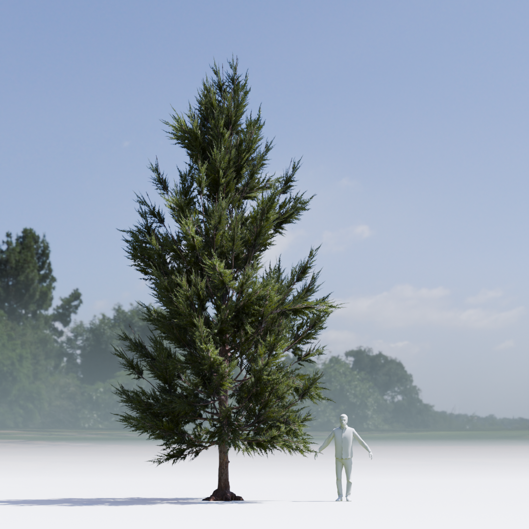 Pine Tree Low Poly variation | Trees models | BlenderKit