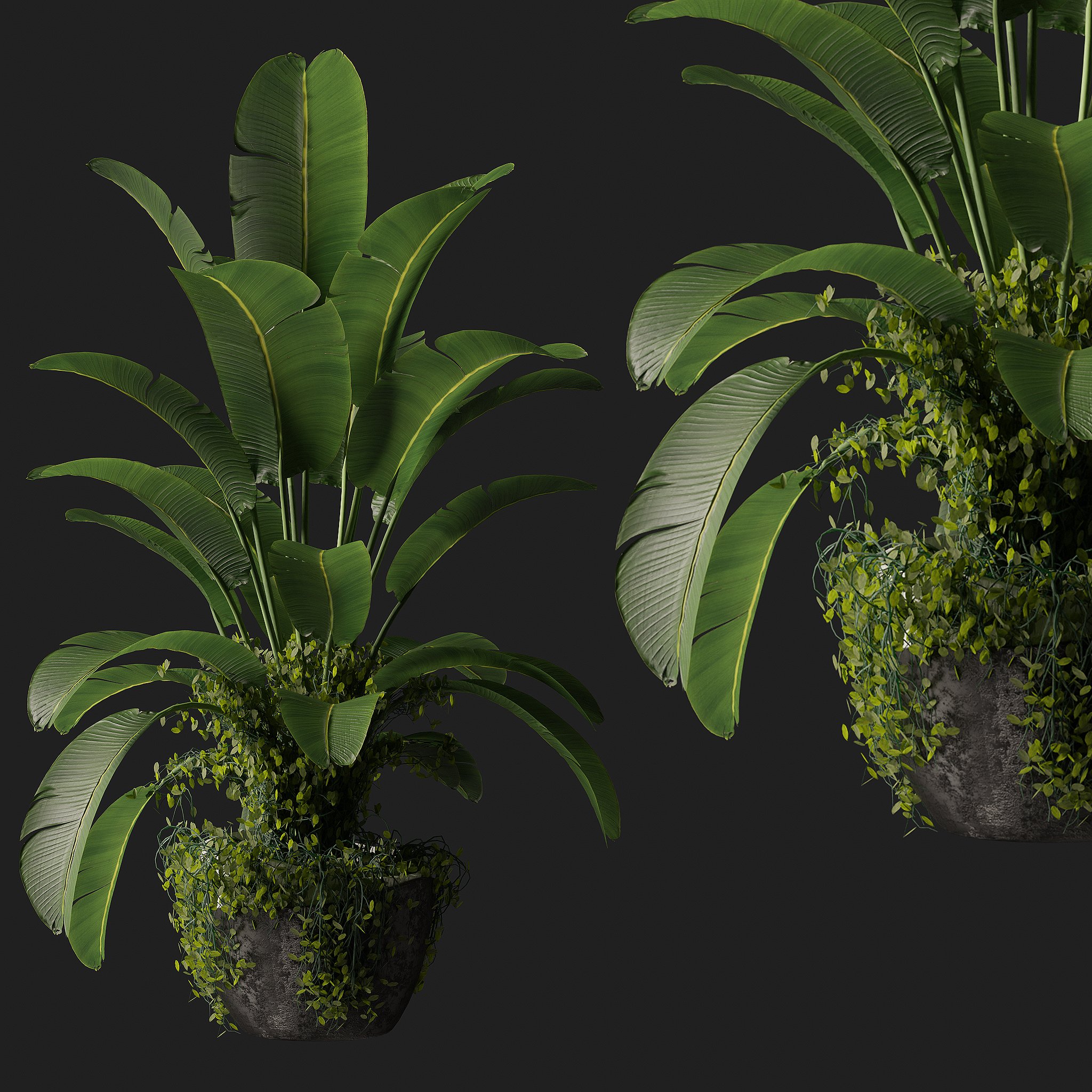 Plant | Indoor Plants models | BlenderKit