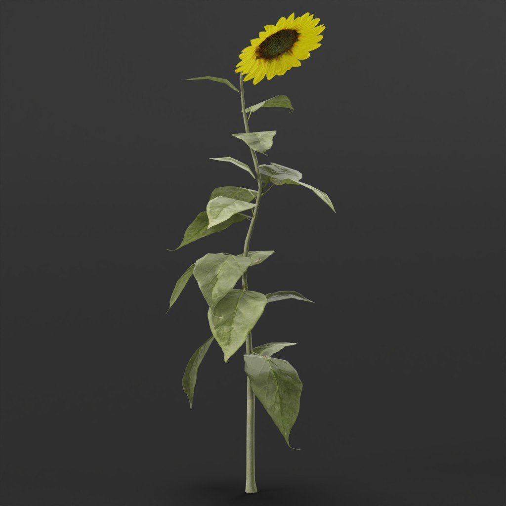 Flower Sunflower Medium Low | Outdoor Plants models | BlenderKit