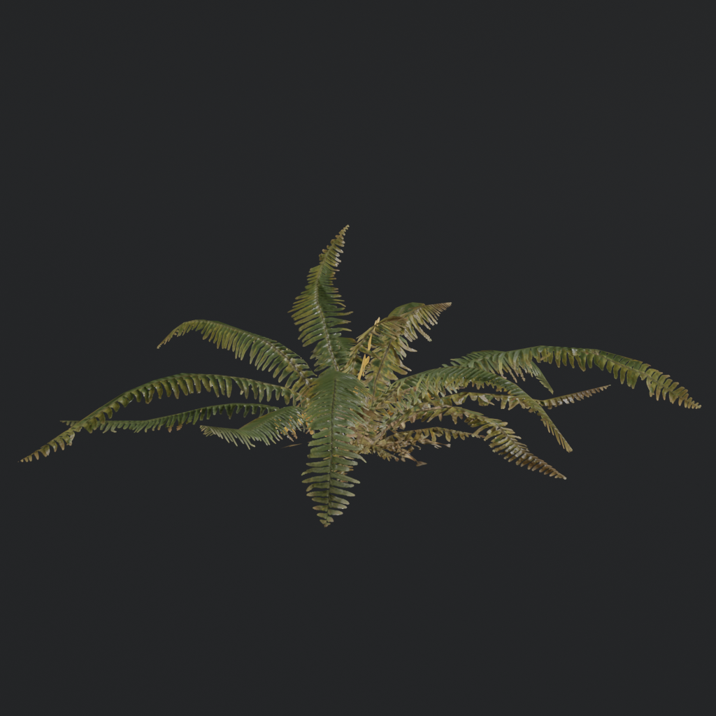 Tropical Fern c1 | Trees models | BlenderKit