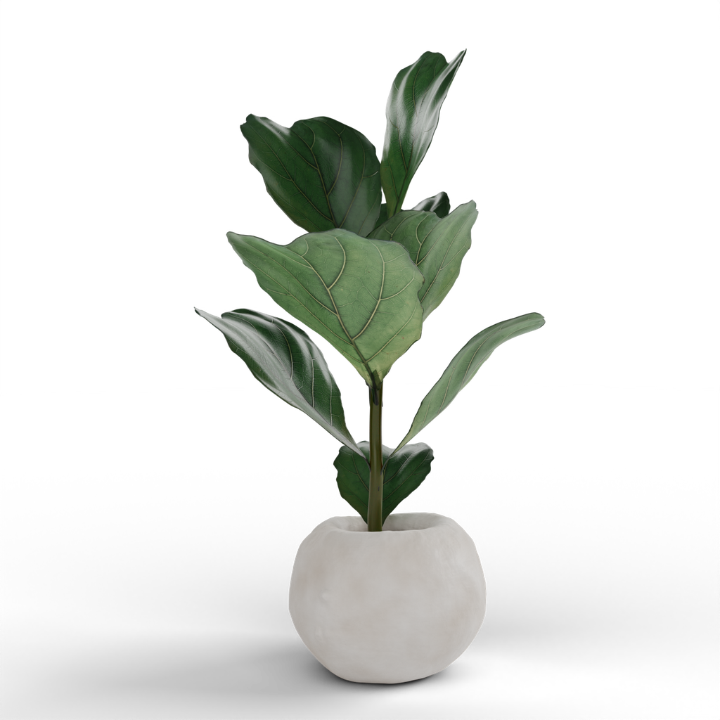 Ficus Lyrata | Indoor Plants models | BlenderKit