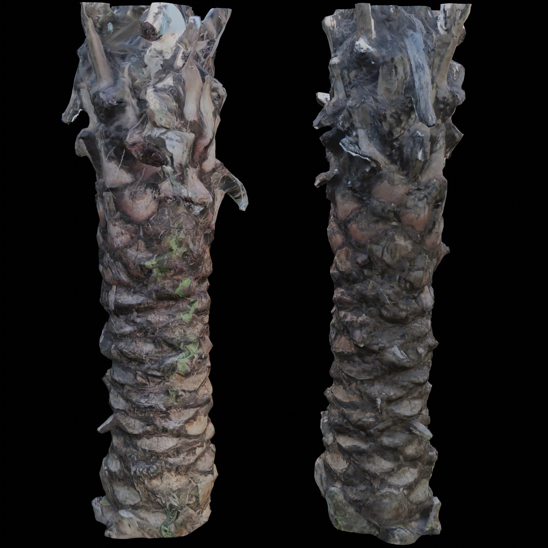 Palm Tree | FREE Trees models | BlenderKit