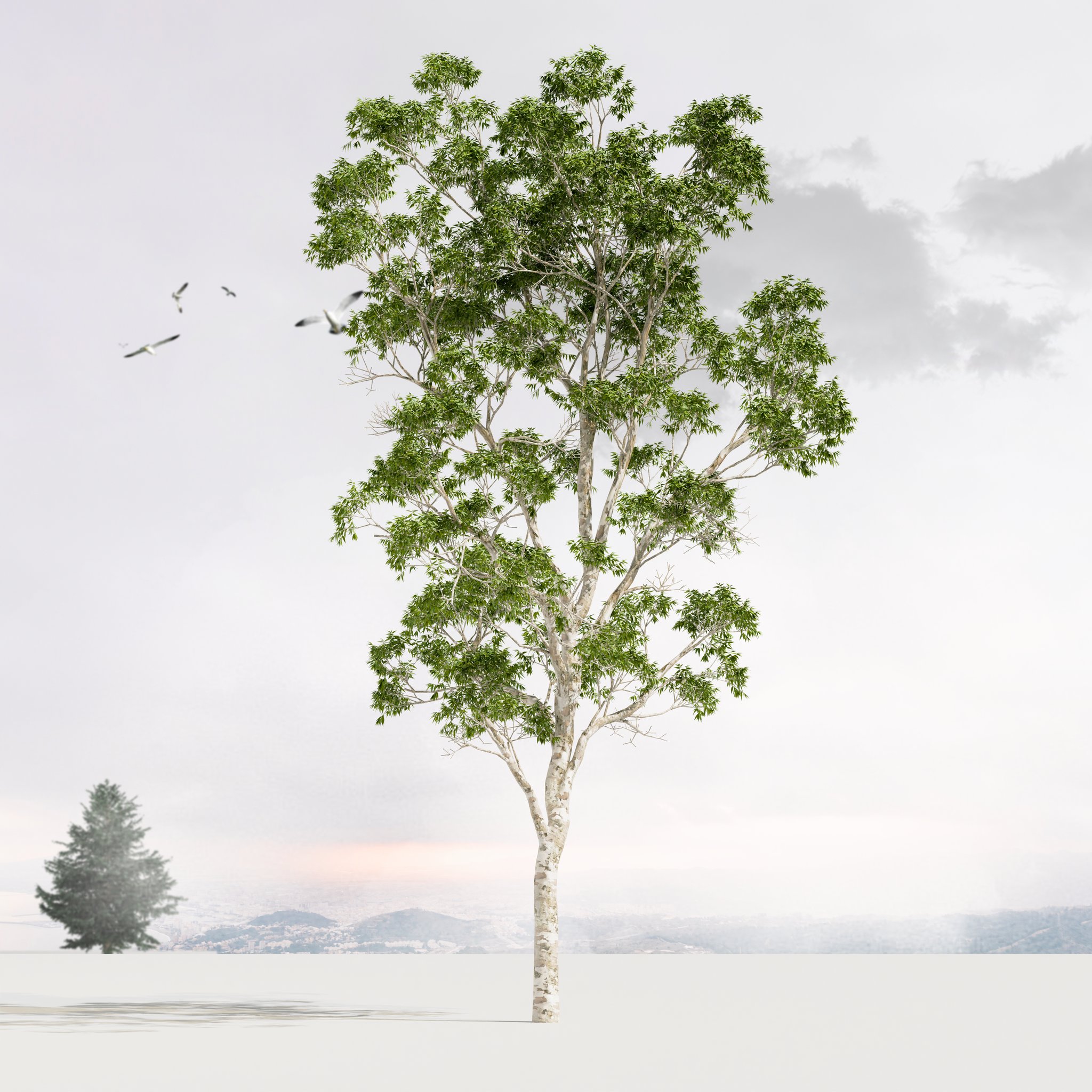 Eucalyptus Tree Saligna StraightTrunk | Trees models | BlenderKit