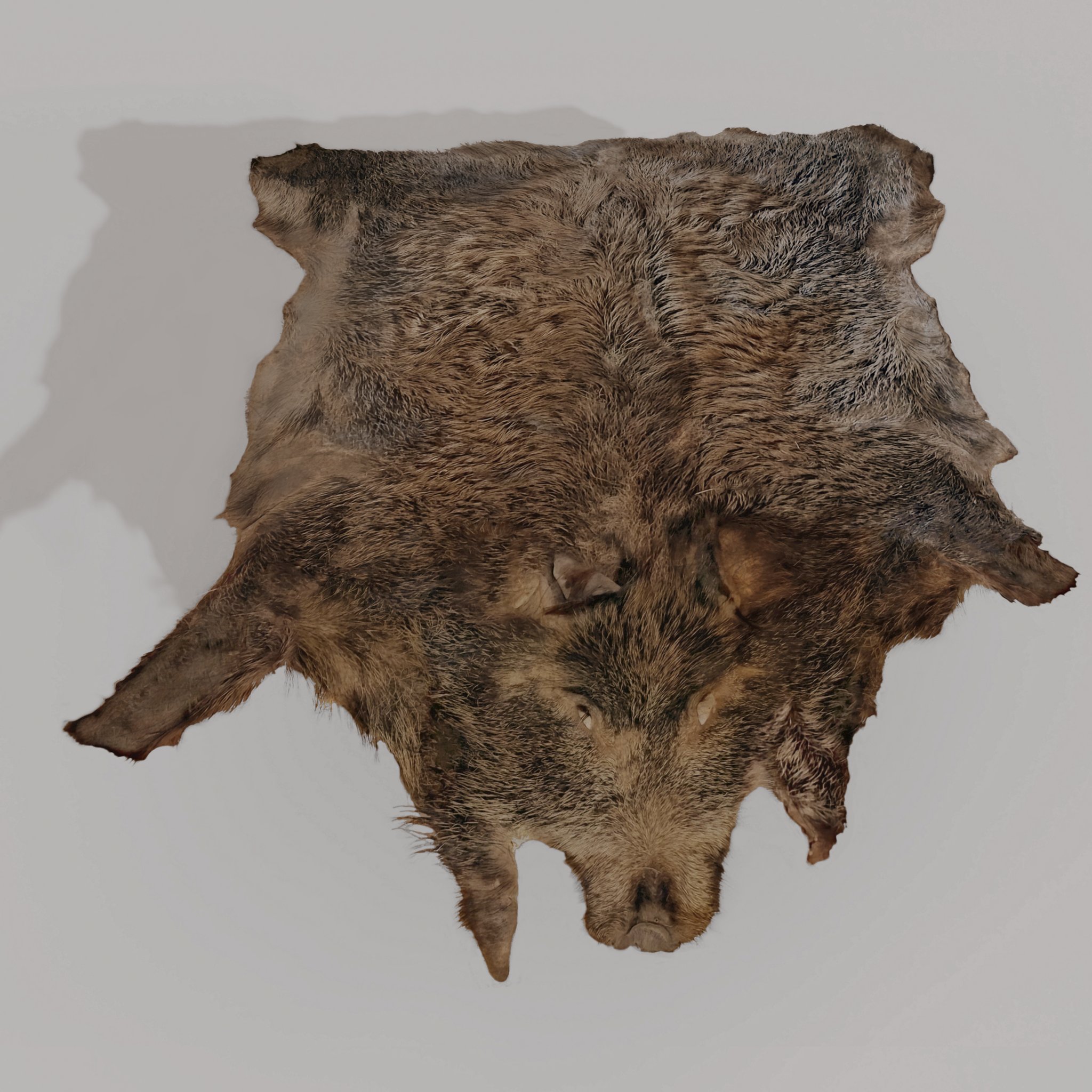 Boar Pelt | Interior Design models | BlenderKit
