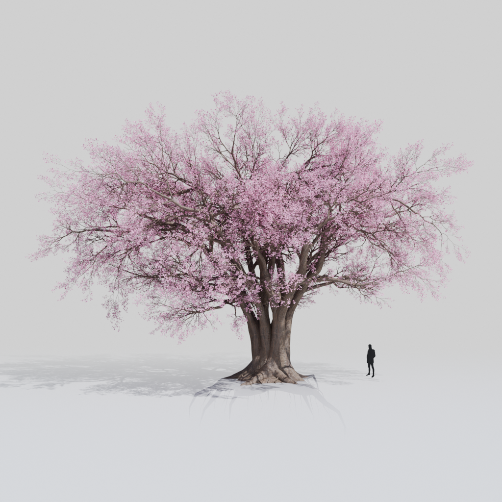 Big sakura splits | Trees models | BlenderKit