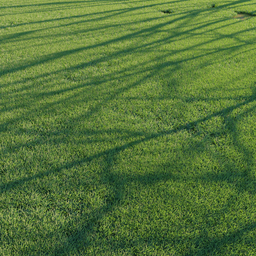 Grass | Grass models | BlenderKit