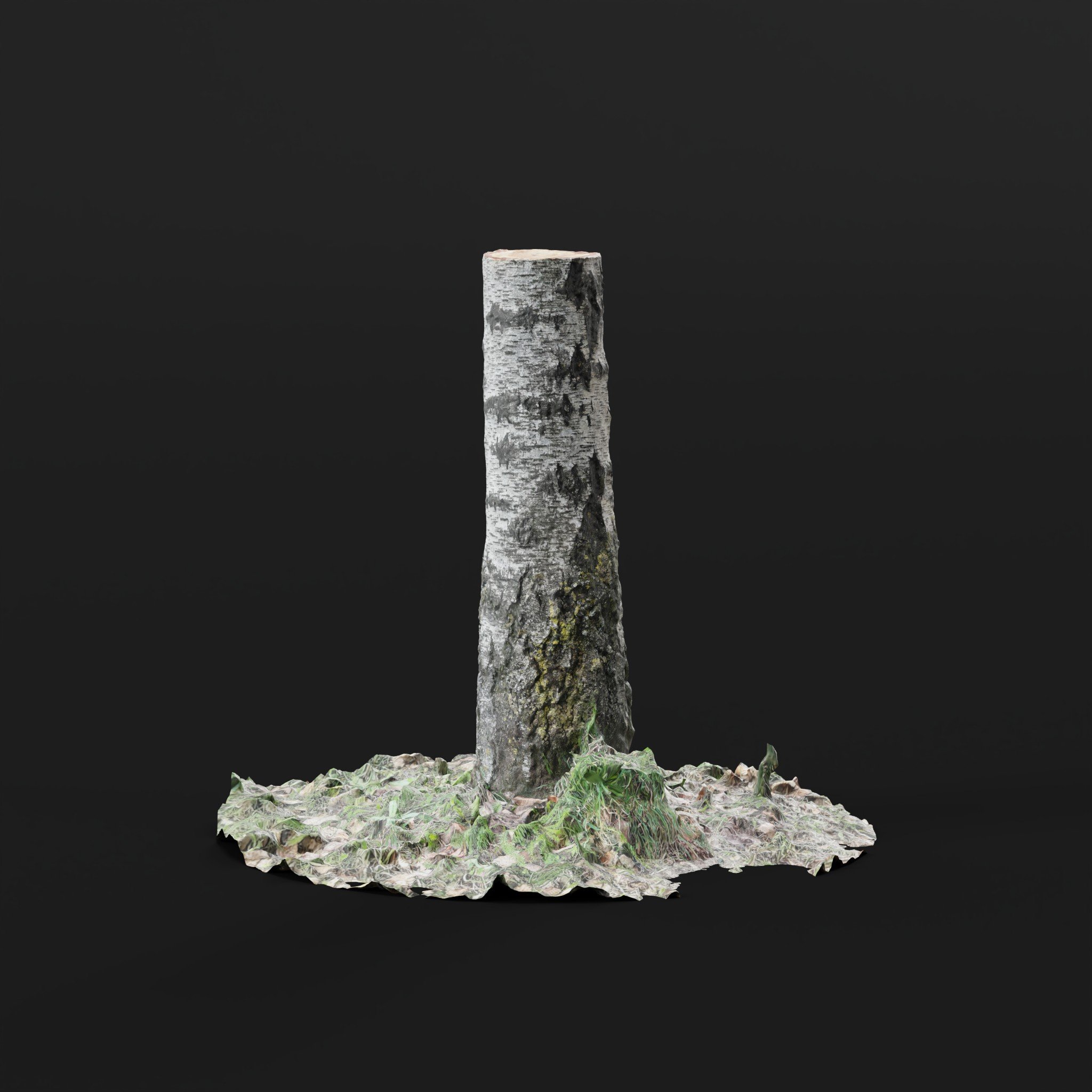 Birch Tree Trunk (Photoscanned) | FREE Trees models | BlenderKit