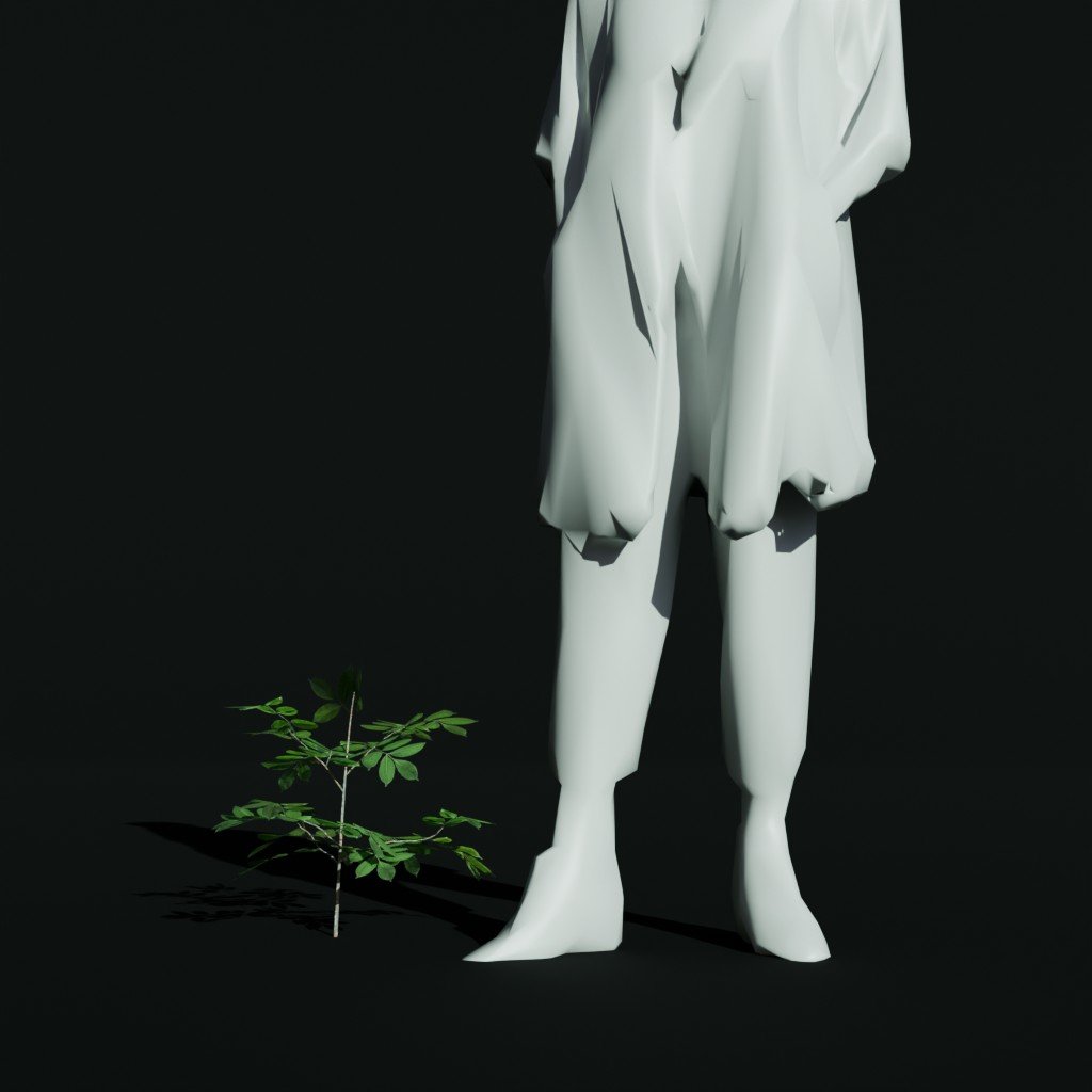 Gumbo Limbo Seedling Var | Trees models | BlenderKit