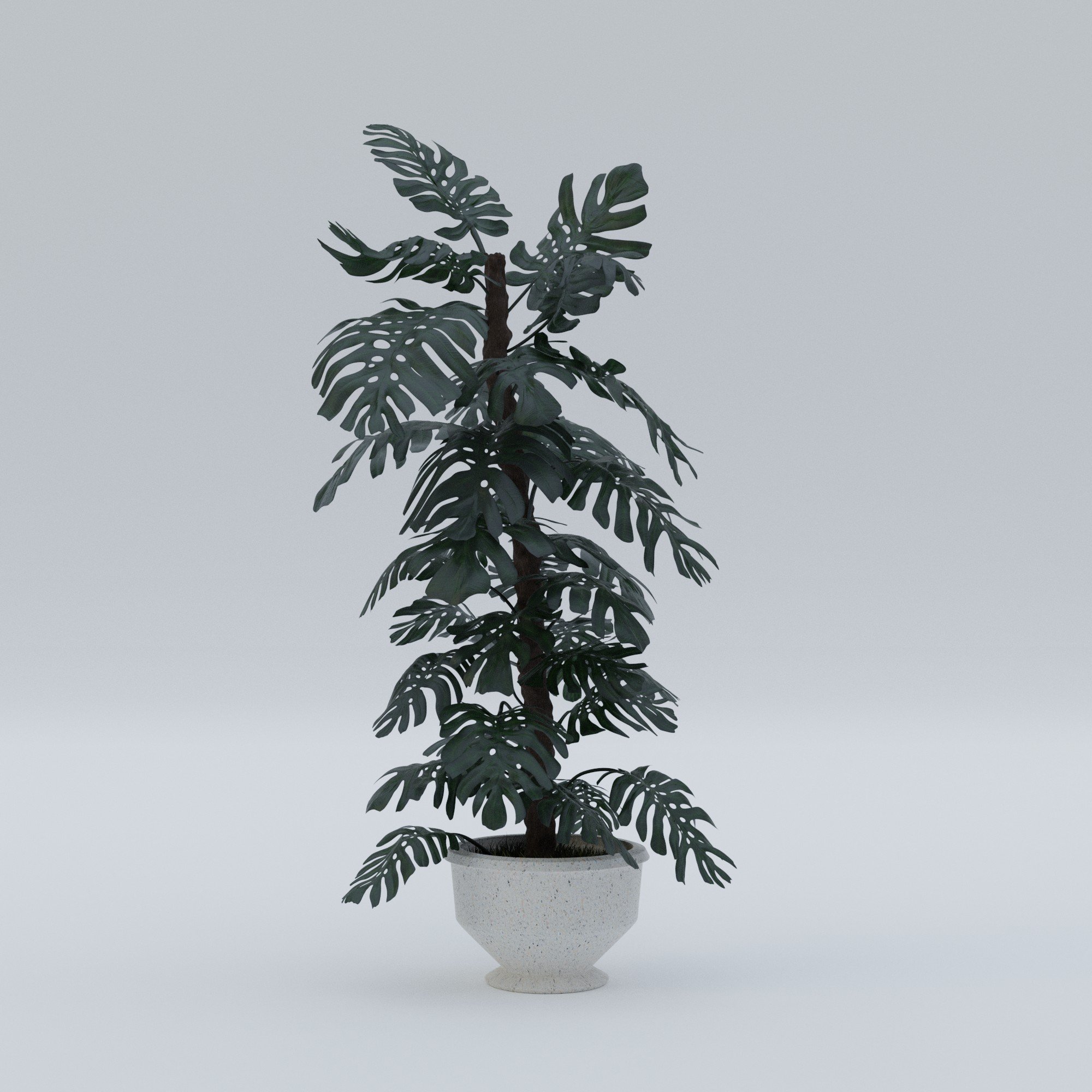 Swiss cheese plant | Indoor Plants models | BlenderKit