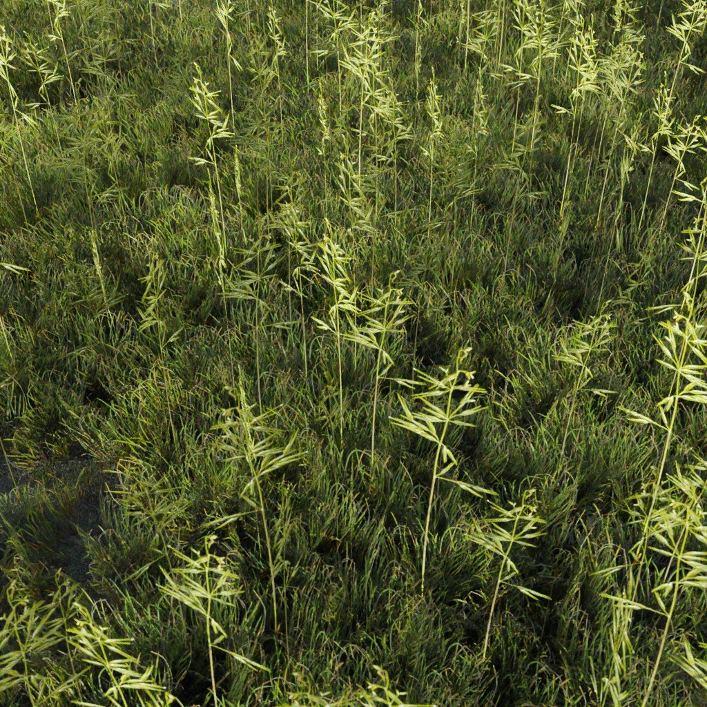 Grass Generic Large Oats | Grass models | BlenderKit