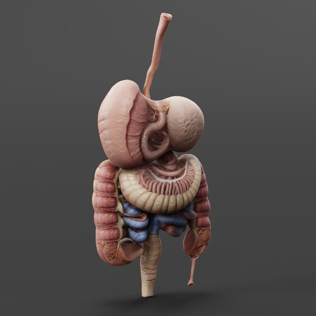 Stylized Digestive System | FREE Internal Organs models | BlenderKit