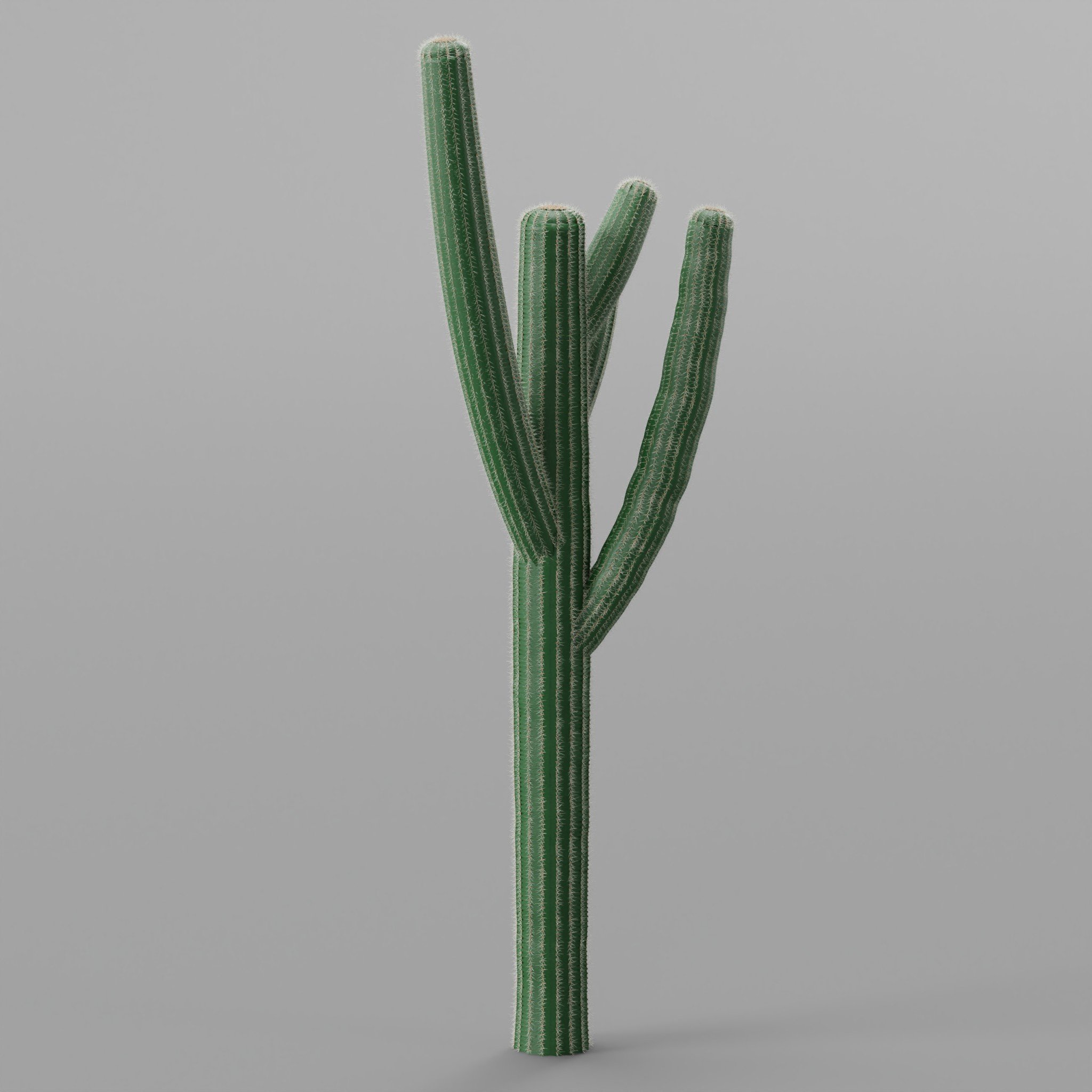 Cactus | Outdoor Plants models | BlenderKit