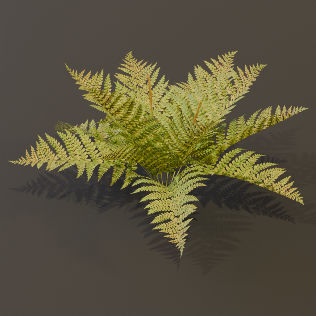 BlenderKit | Download the FREE Cinnamon Fern model