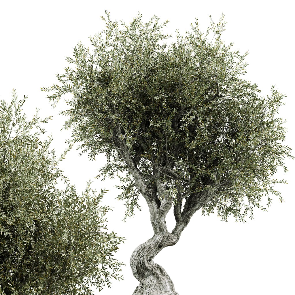 Olive tree 01 | Trees models | BlenderKit