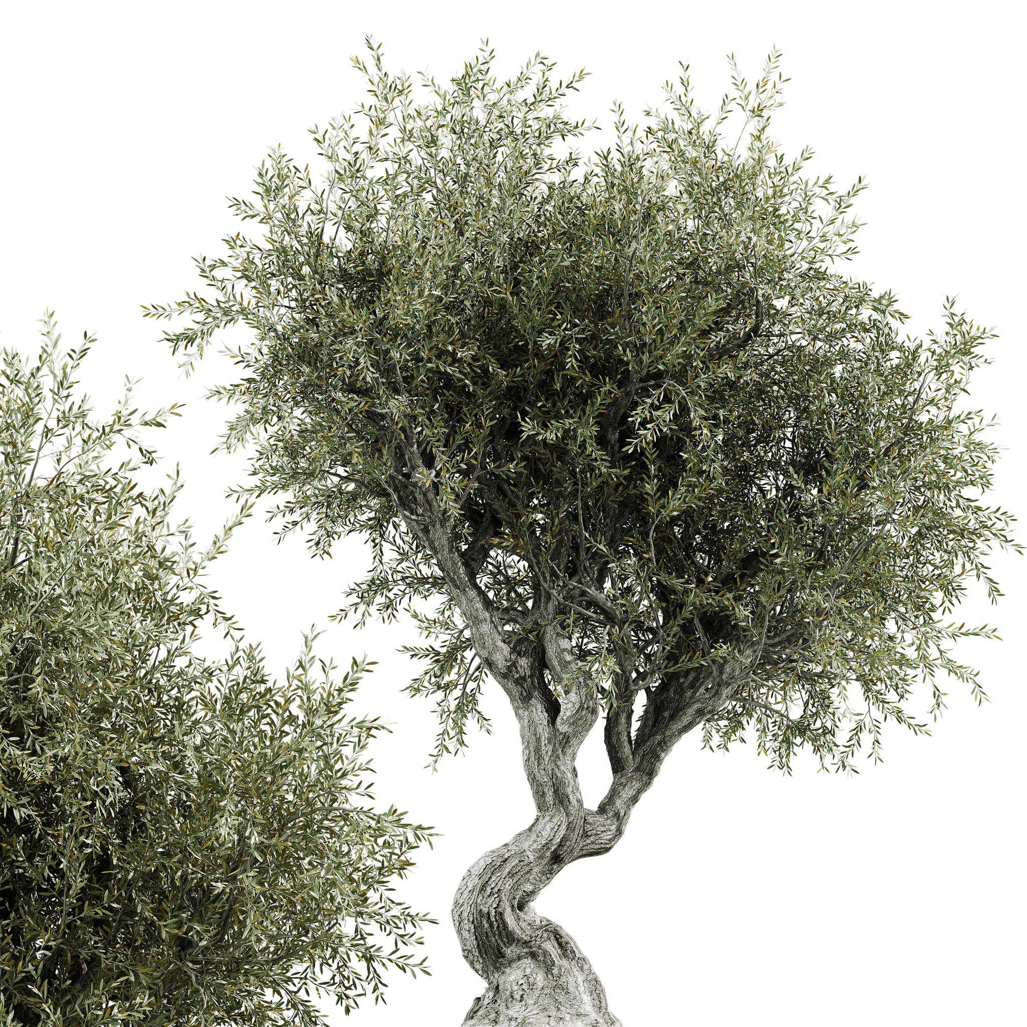 Olive tree 01 | Trees models | BlenderKit