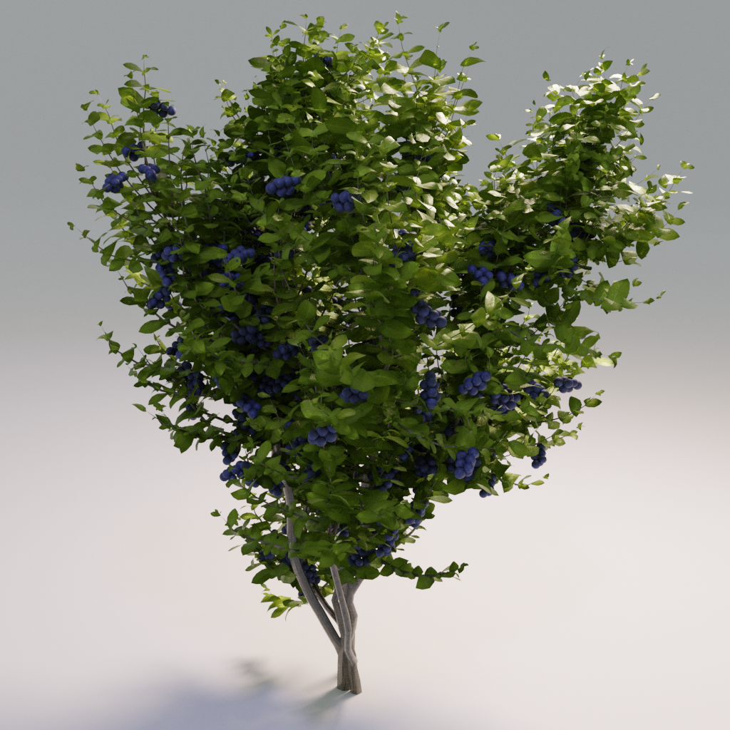 Blueberry Tree | Trees models | BlenderKit