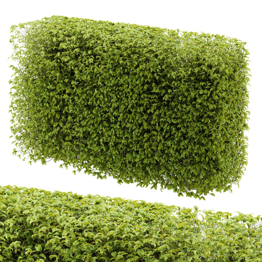 Hedge cubic plant 97 | Green Walls models | BlenderKit