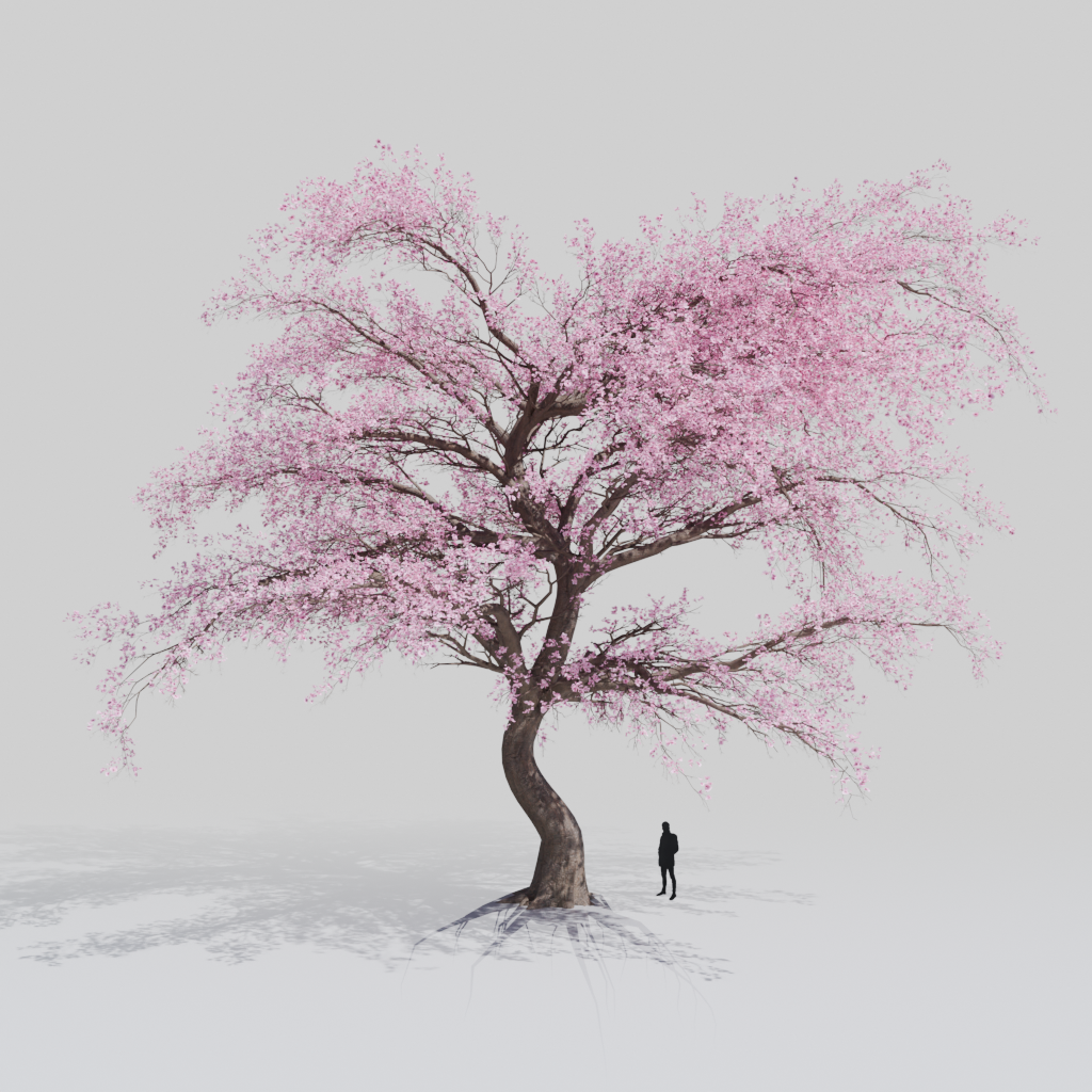 BlenderKit | Download the Big sakura tree model