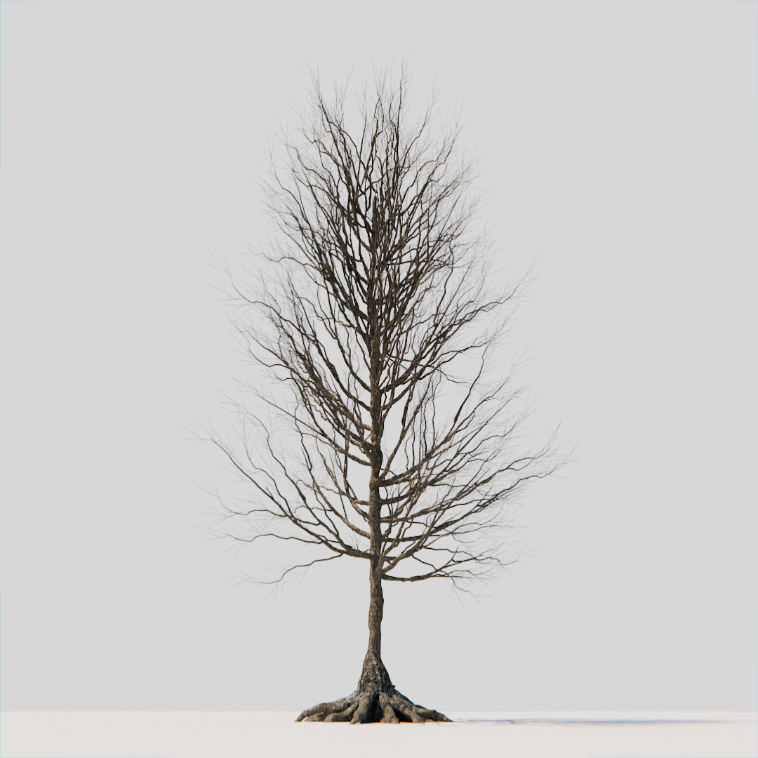 Dry Tree 10 | Trees models | BlenderKit