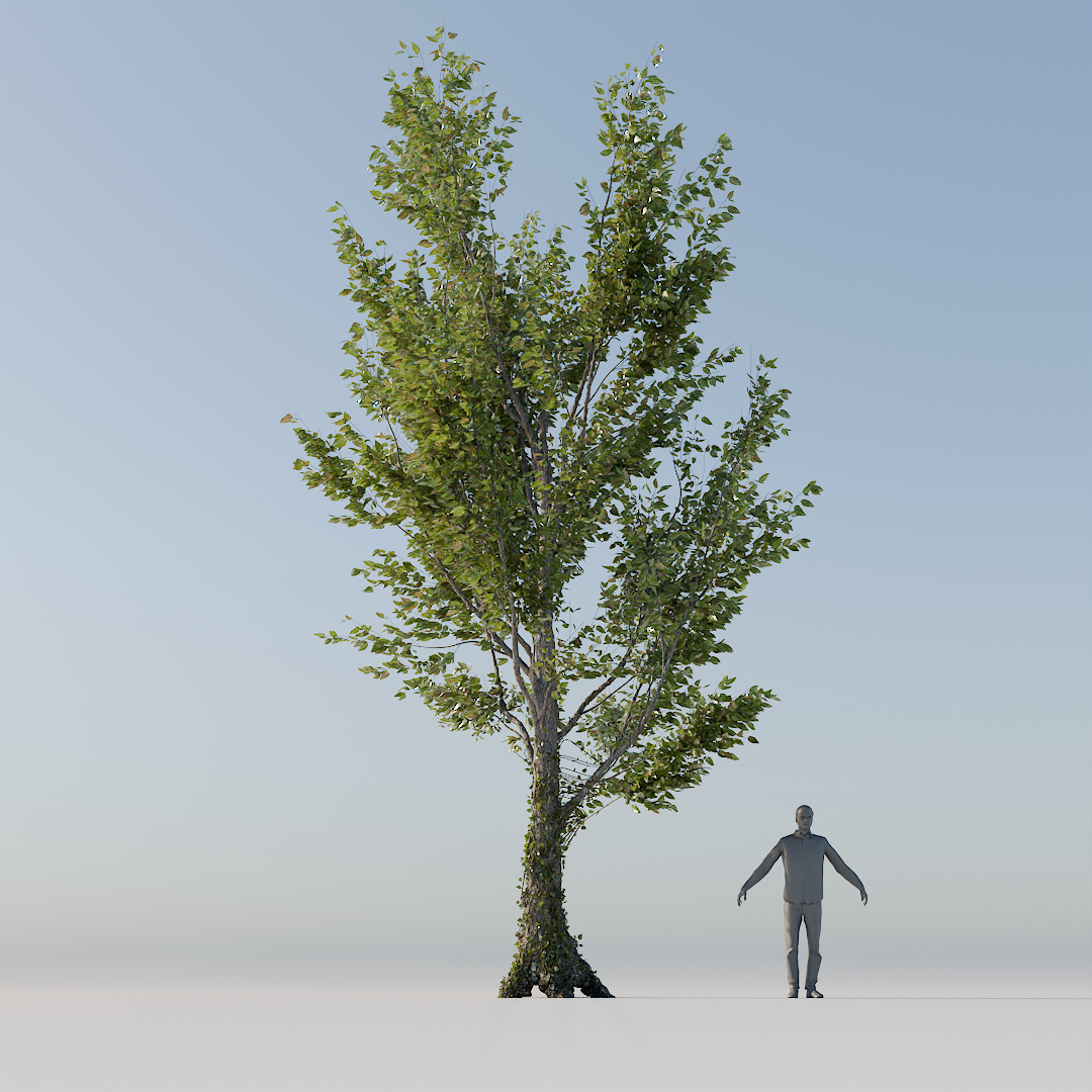 Tree 56 | Trees models | BlenderKit