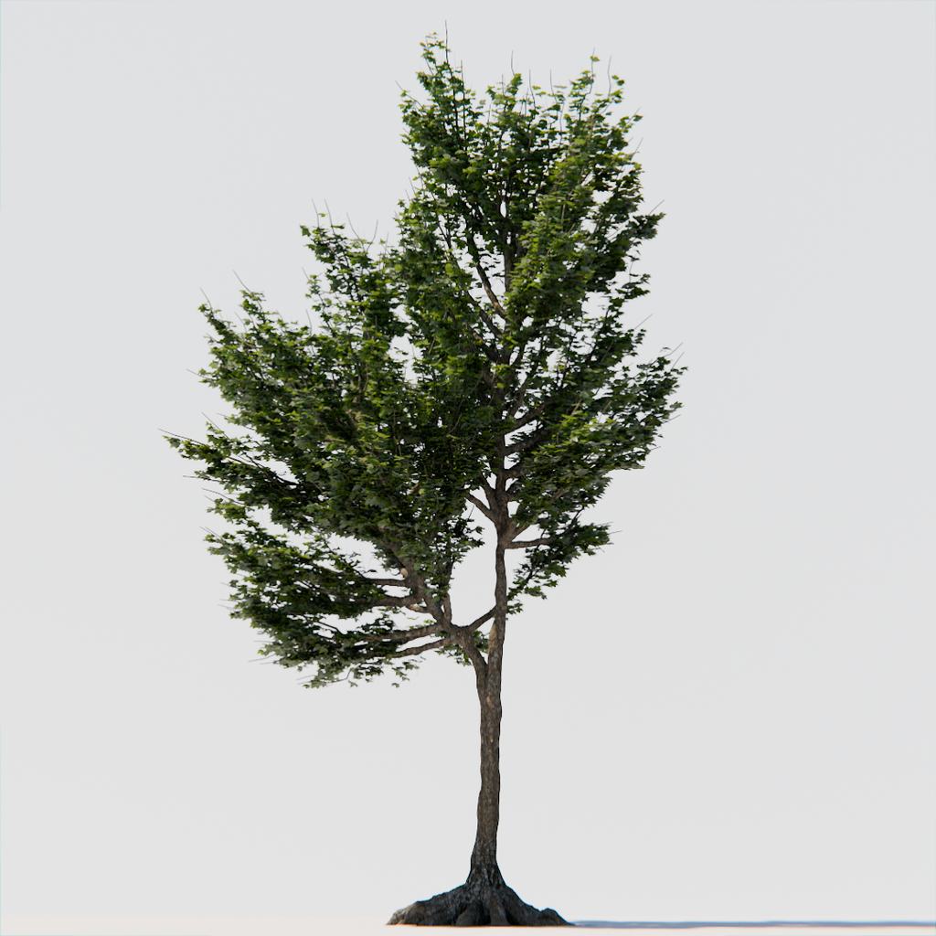 Tree 05 | Trees models | BlenderKit
