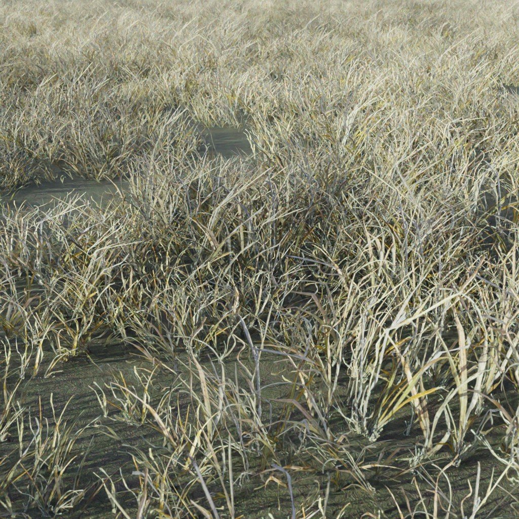 Grass Tabosa Normal | Grass models | BlenderKit