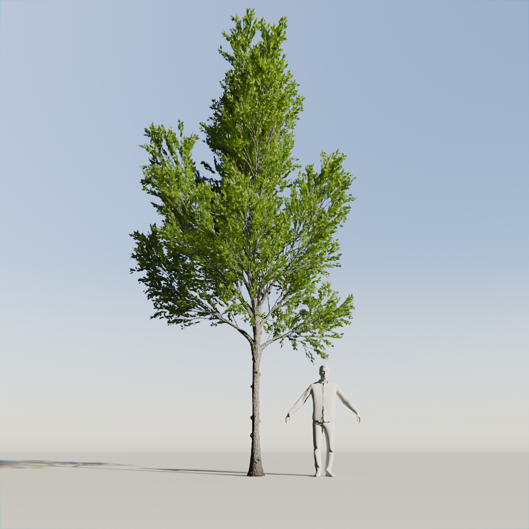 Katsura tree variation 04 | Trees models | BlenderKit