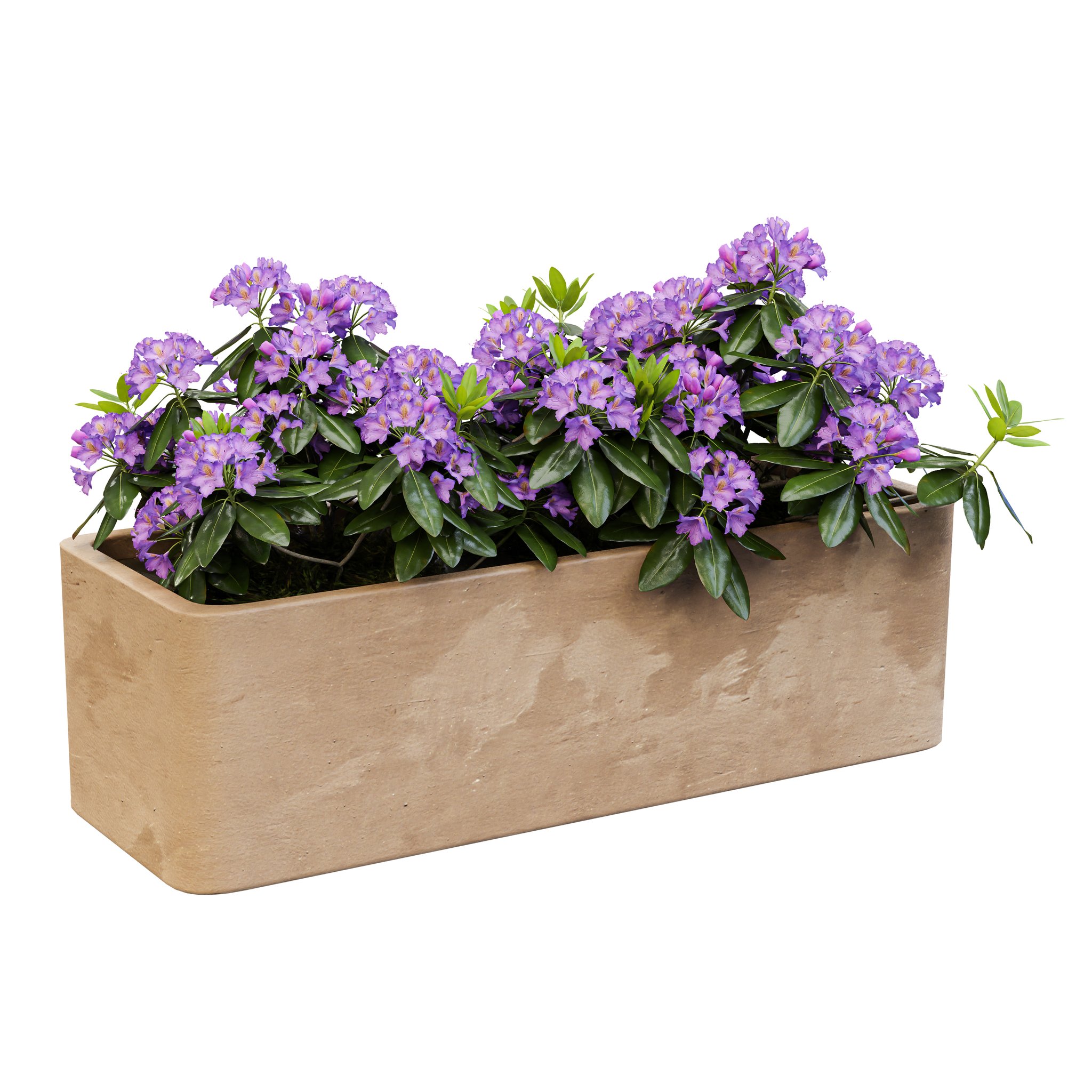 Azalea Accent | Indoor Plants models | BlenderKit