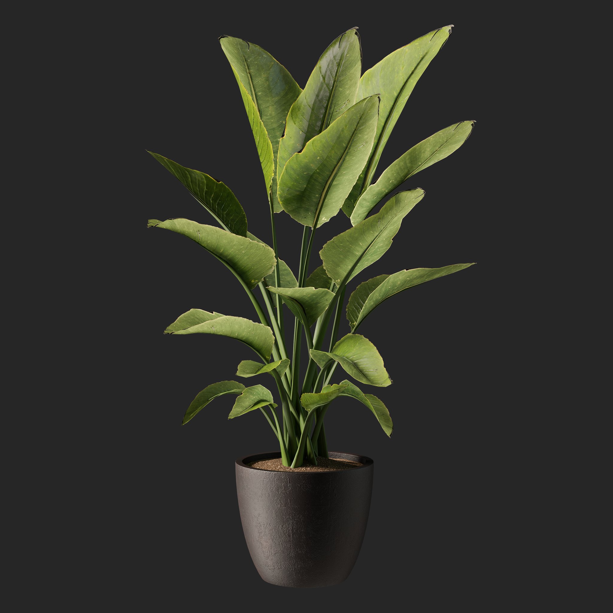 Plant | Indoor Plants models | BlenderKit