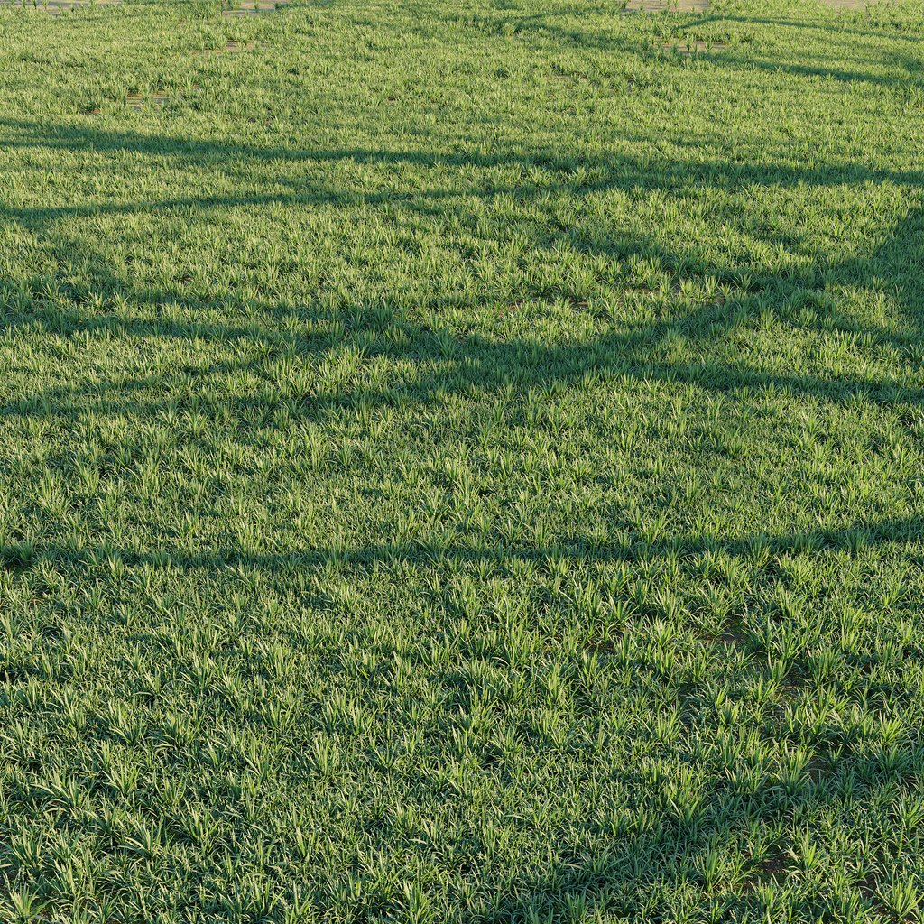 Grasss | Grass models | BlenderKit