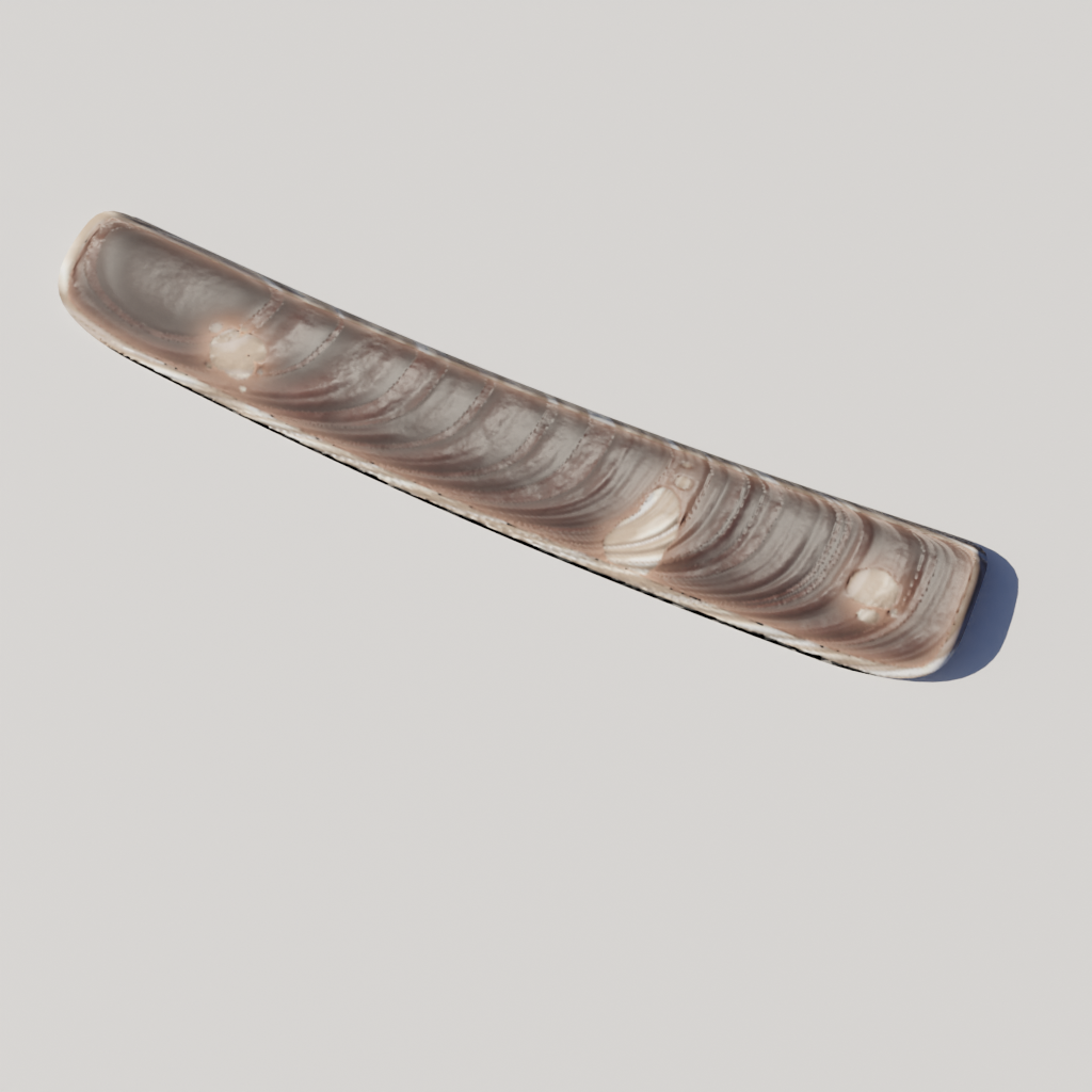 Seashell Razor Clam - more skin - r | FREE Nature models | BlenderKit