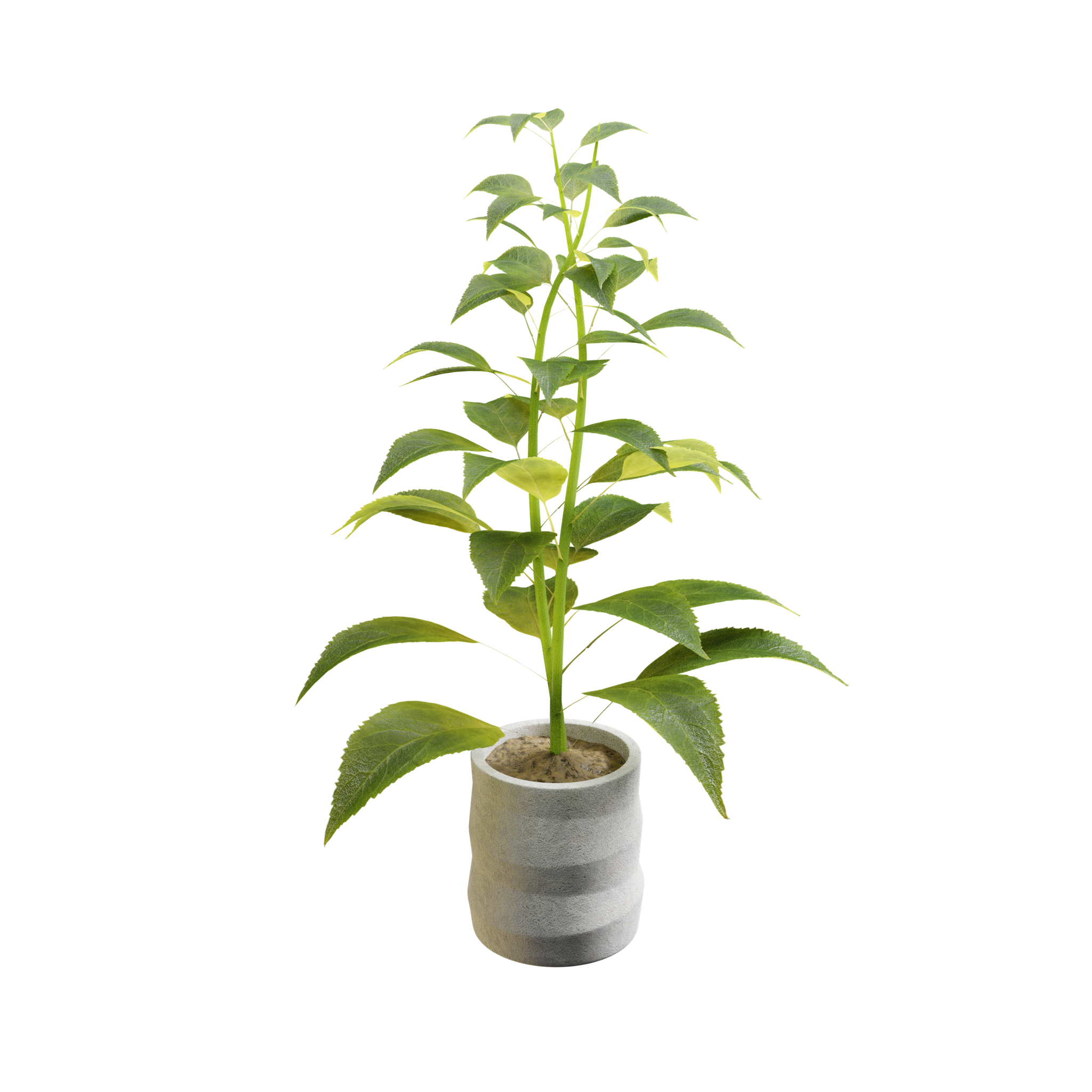 Modular plant | FREE Indoor Plants models | BlenderKit