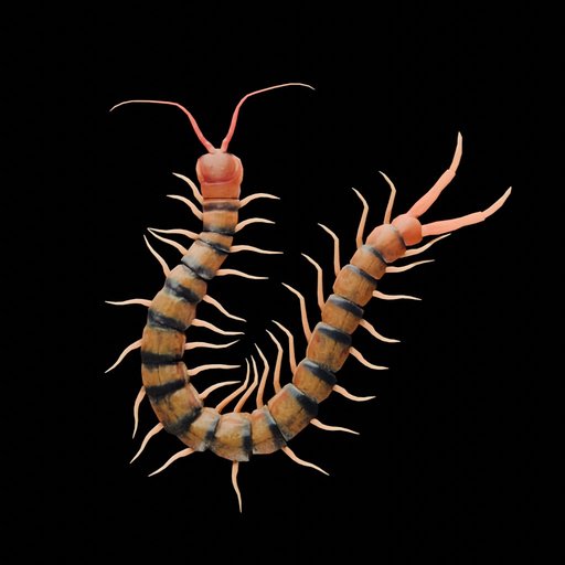 Centipede | Insects models | BlenderKit