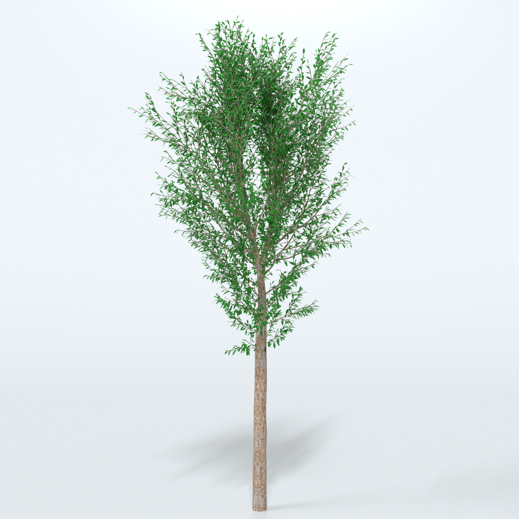 Forest Tree | Trees models | BlenderKit