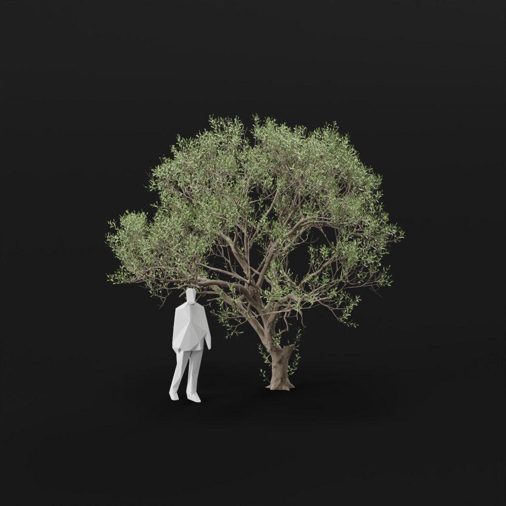 Olive Tree Decay Adult | Trees models | BlenderKit