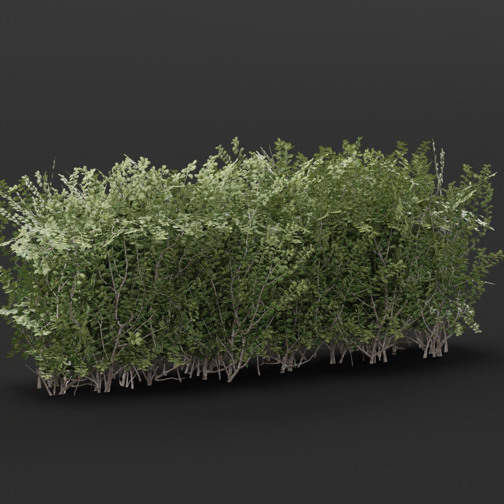 Boxwood Hedge 2M Variation | Outdoor Plants models | BlenderKit