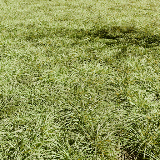 Grass Dense | Grass models | BlenderKit