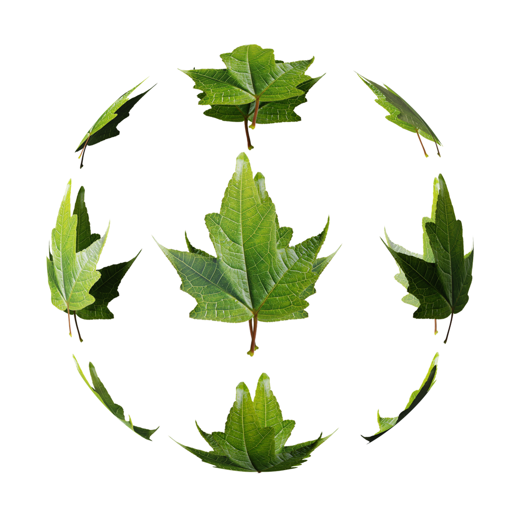 BlenderKit | Download the FREE Leaf 1 material