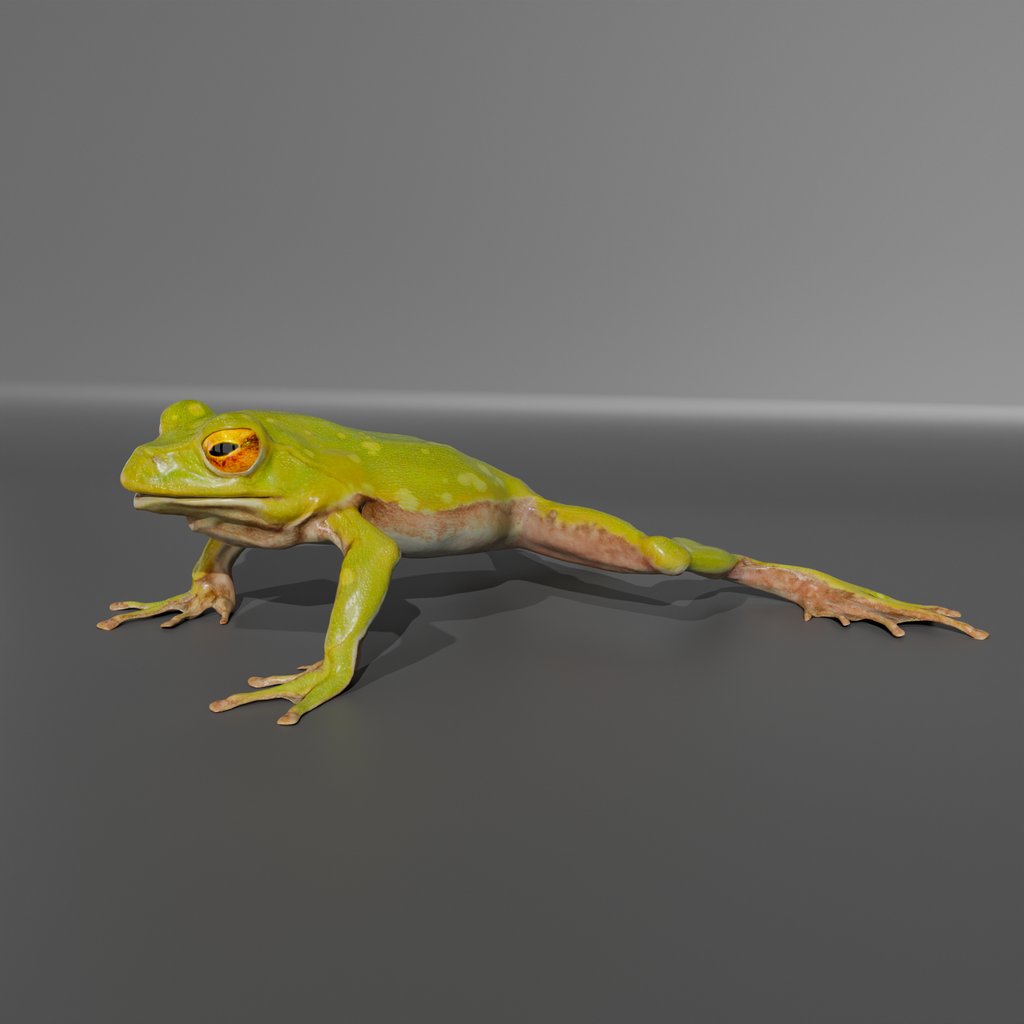 Frog Model (White-bellied Tree Frog) | FREE Reptiles models | BlenderKit