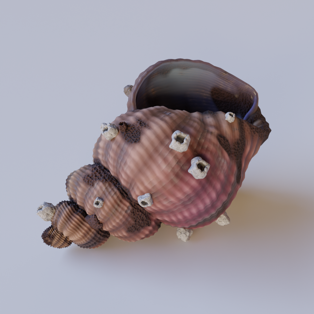 Seashell Welk - sunrise | FREE Nature models | BlenderKit