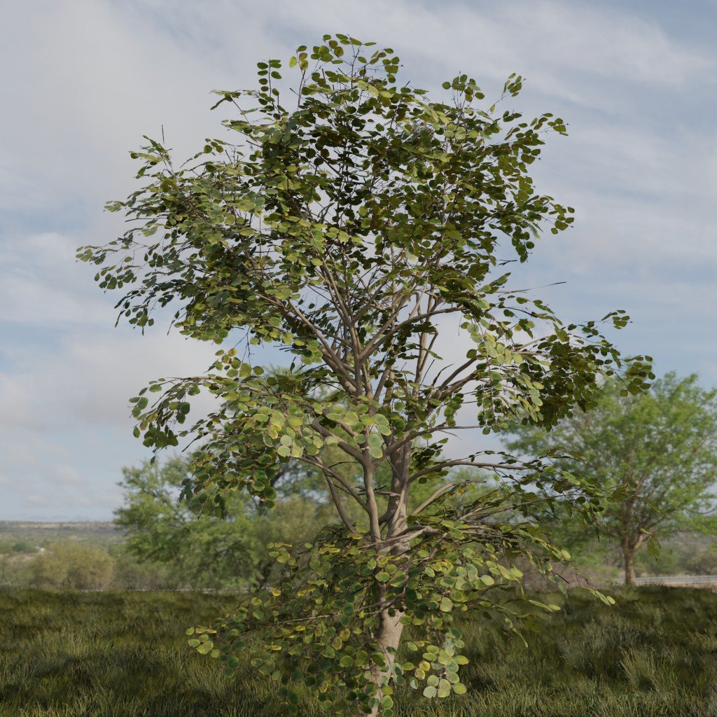 Forest | FREE Trees models | BlenderKit