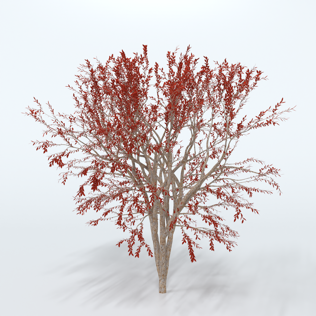 Forest Tree | Trees models | BlenderKit