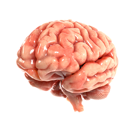 Human Brain | FREE Internal Organs models | BlenderKit