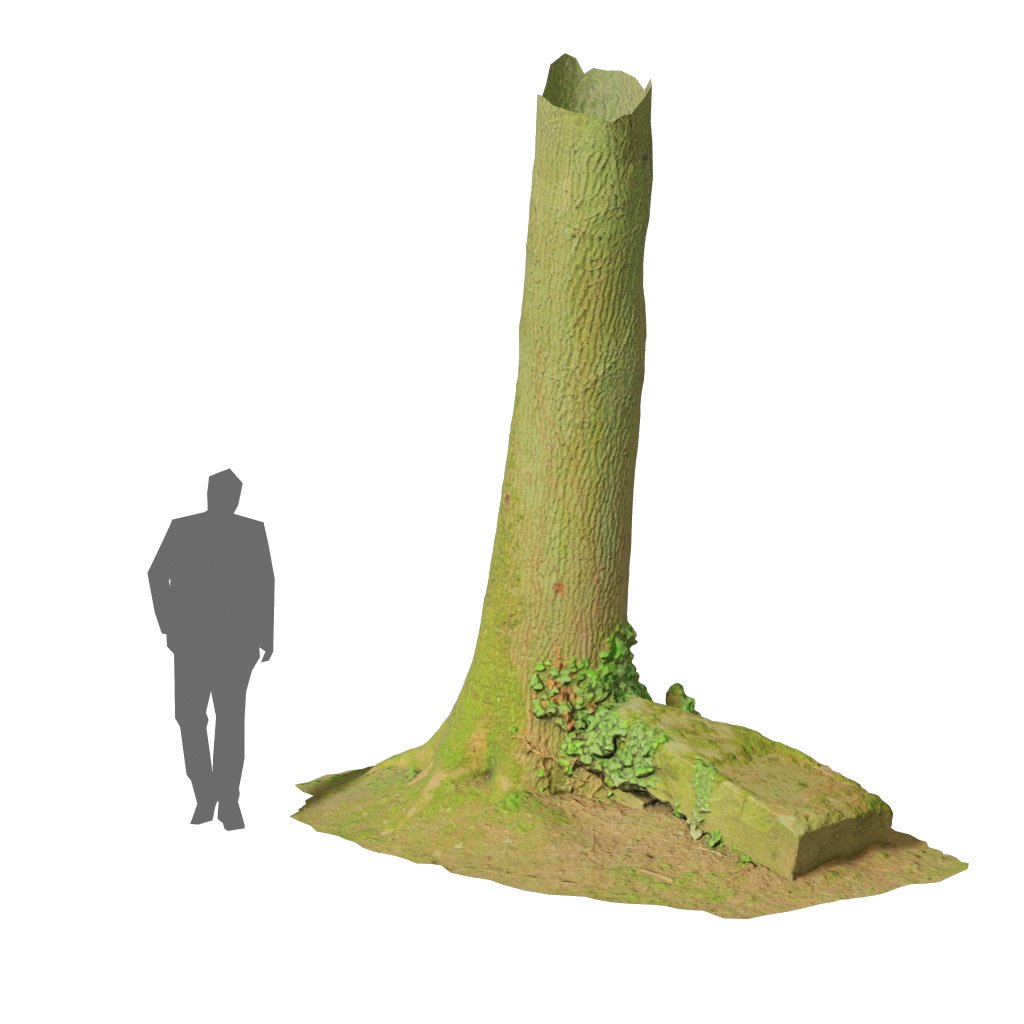 Oak Tree Gravestone PBR Scan | Trees models | BlenderKit